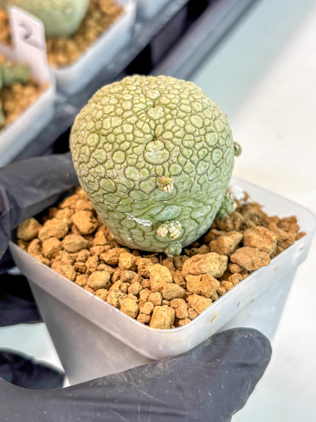 Pseudolithos Migiurtinus (8) | Rare Cactus - Etsy