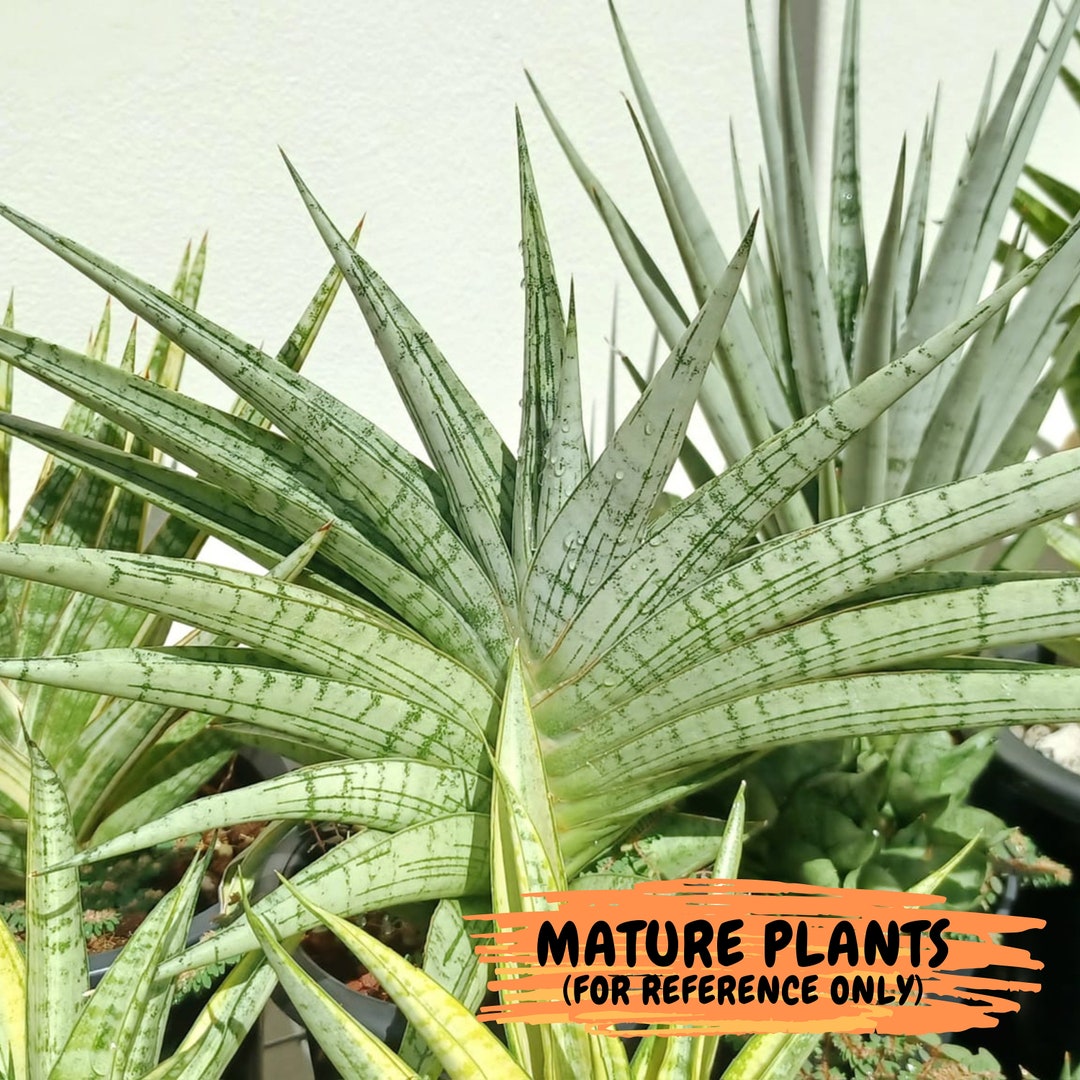 Sansevieria Icicle PH23 Imported House Plants Snake Plant 2 Planter ...