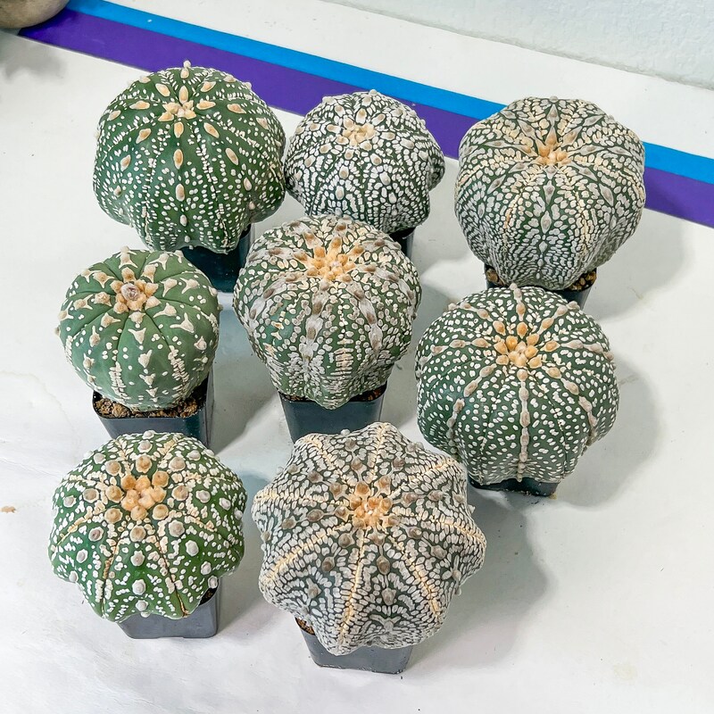 Astrophytum Seeds - Etsy