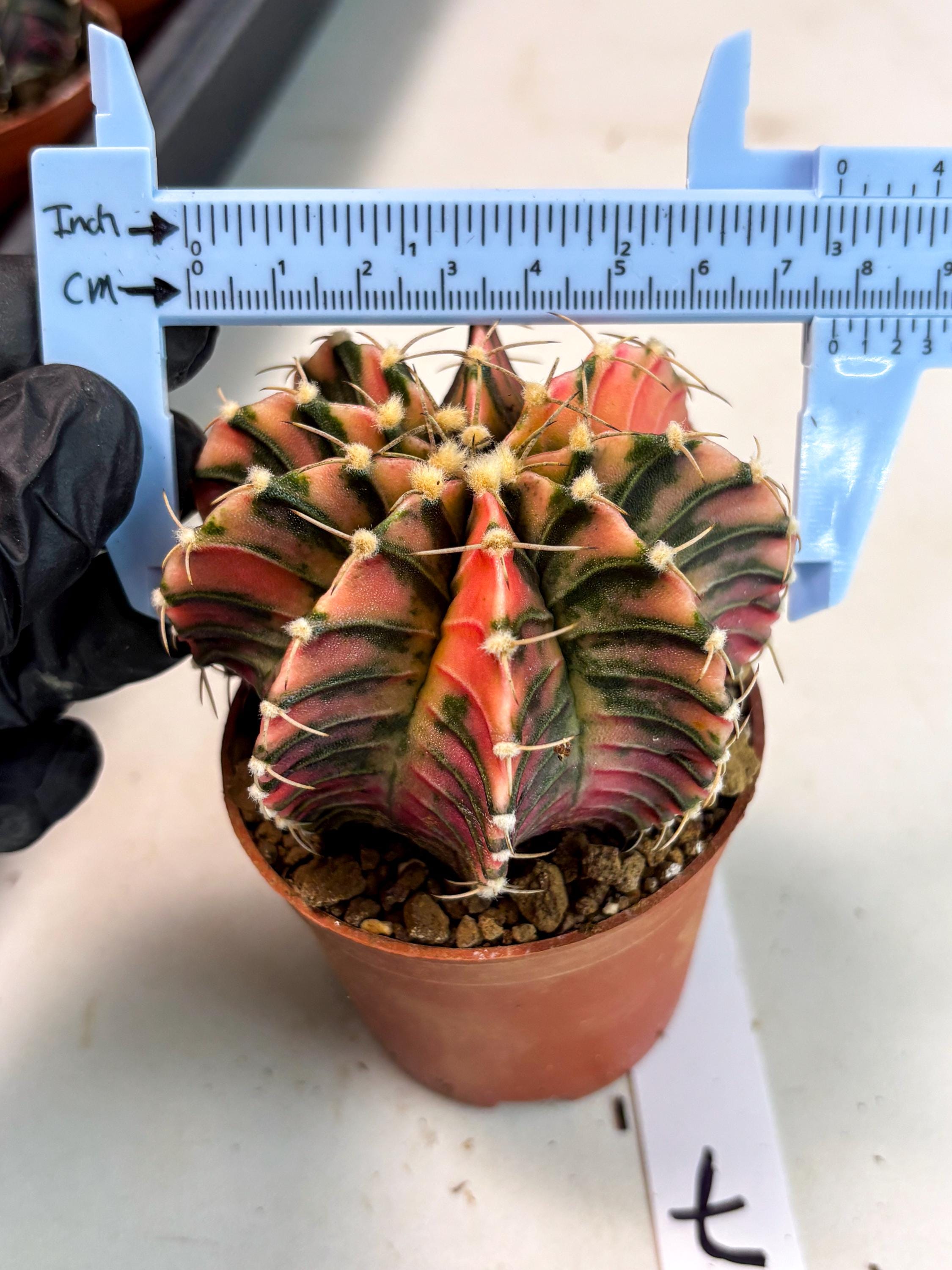 Gymnocalycium Lb Hybrid (gy5) (y7) | Imported Plants - Etsy