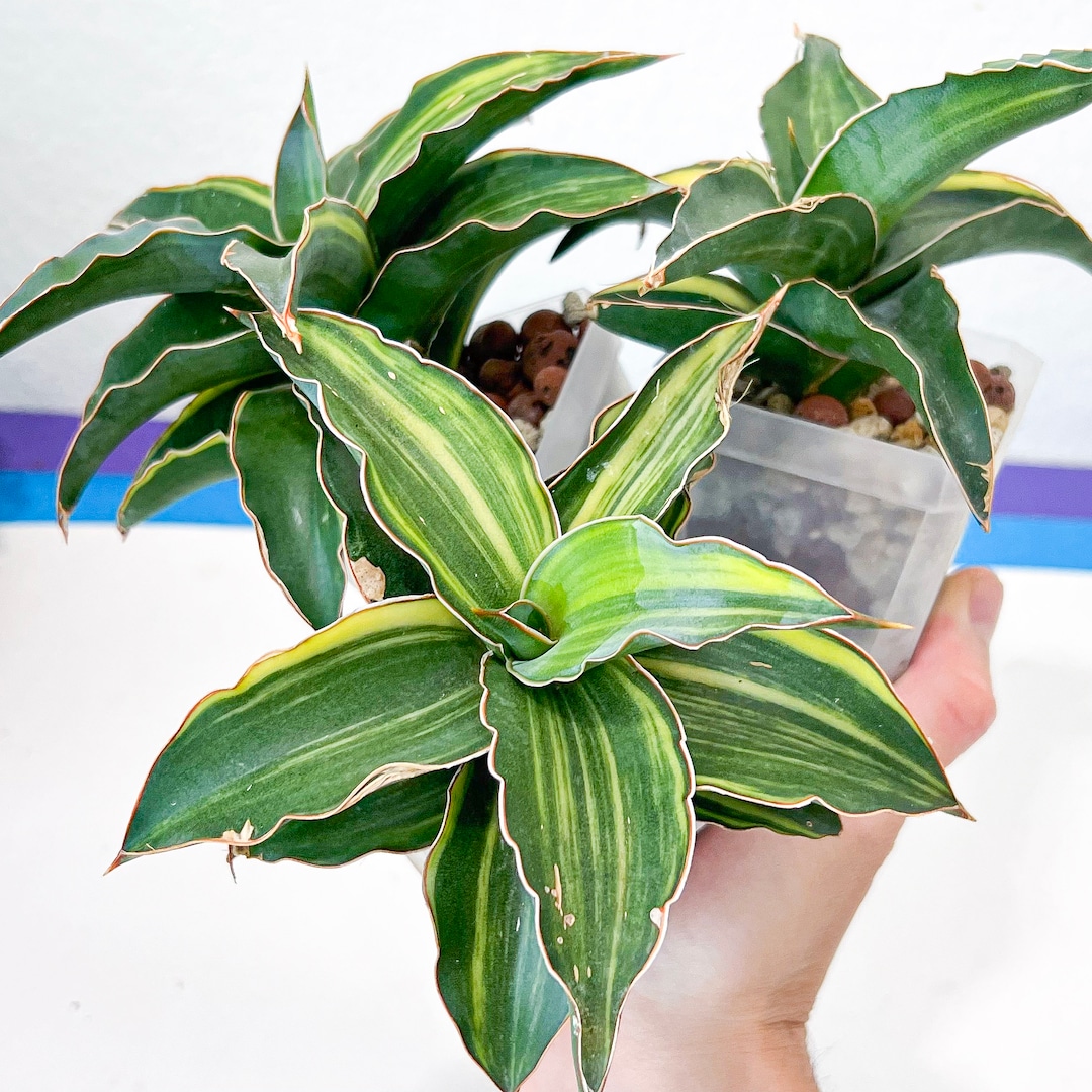 Large Sansevieria Kimayo/kismayo Variegated A31 RARE Beautiful Unique ...