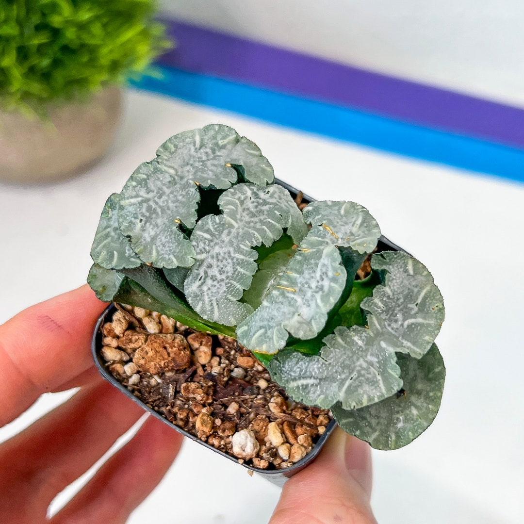 Haworthia Truncata White Mammoth (#Y8) | Impored Haworthia - Etsy