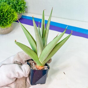 Sansevieria Frozen Trone PH14 Imported Indoor Snake Plant 2 Planter - Etsy
