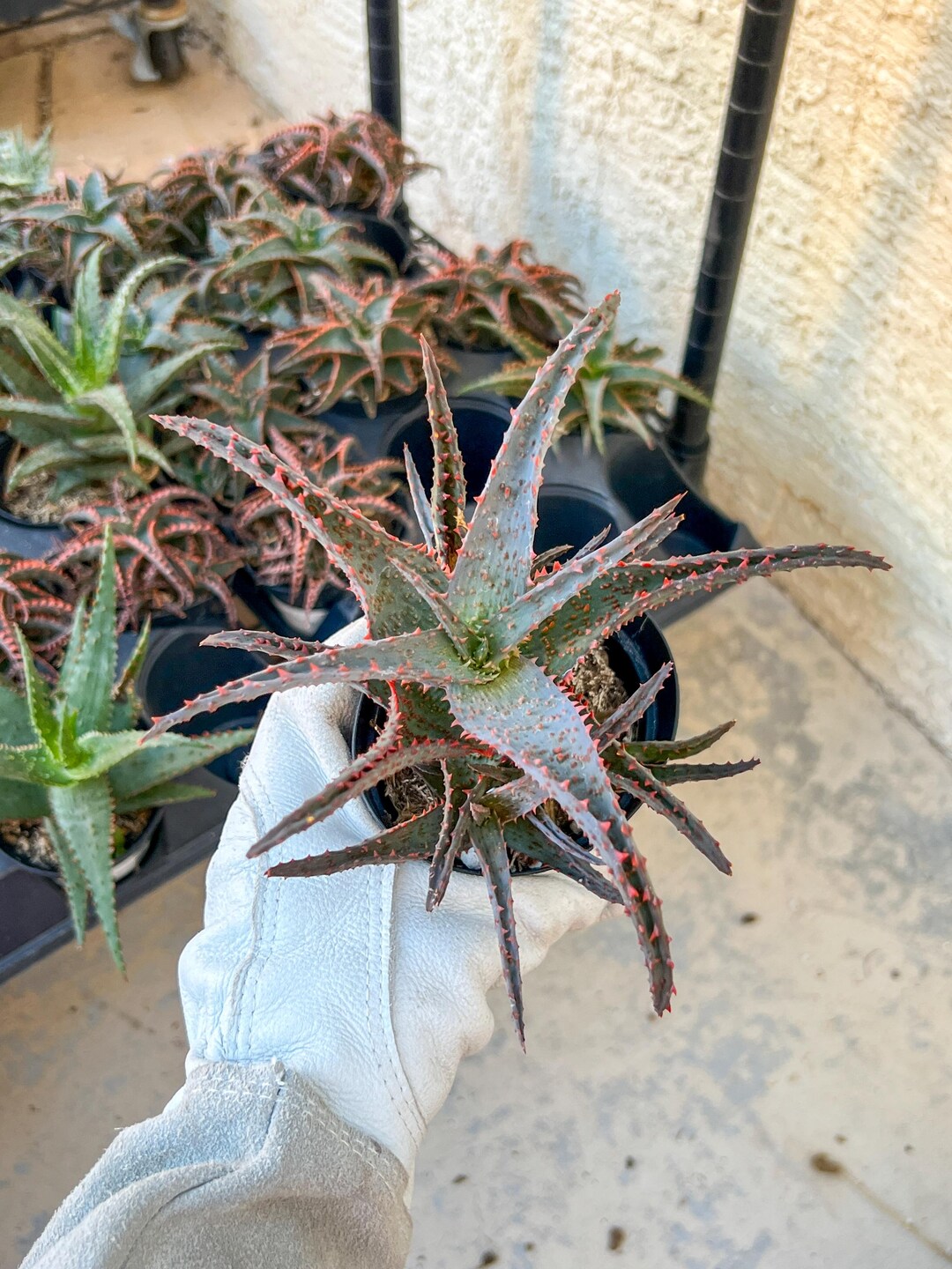 Rare - Aloe AJR Hybrid | Indoor Succulents | 3.5" Planter - Etsy