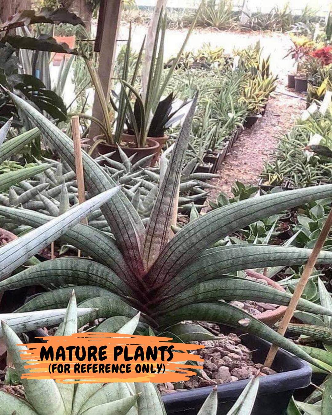 Sansevieria Terung Muda (ca3) (6) | Rare Import - Etsy