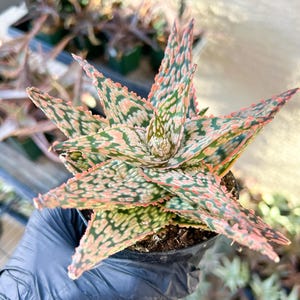 Aloe Firecracker | Indoor Succulents | 3.5" Planter - Etsy