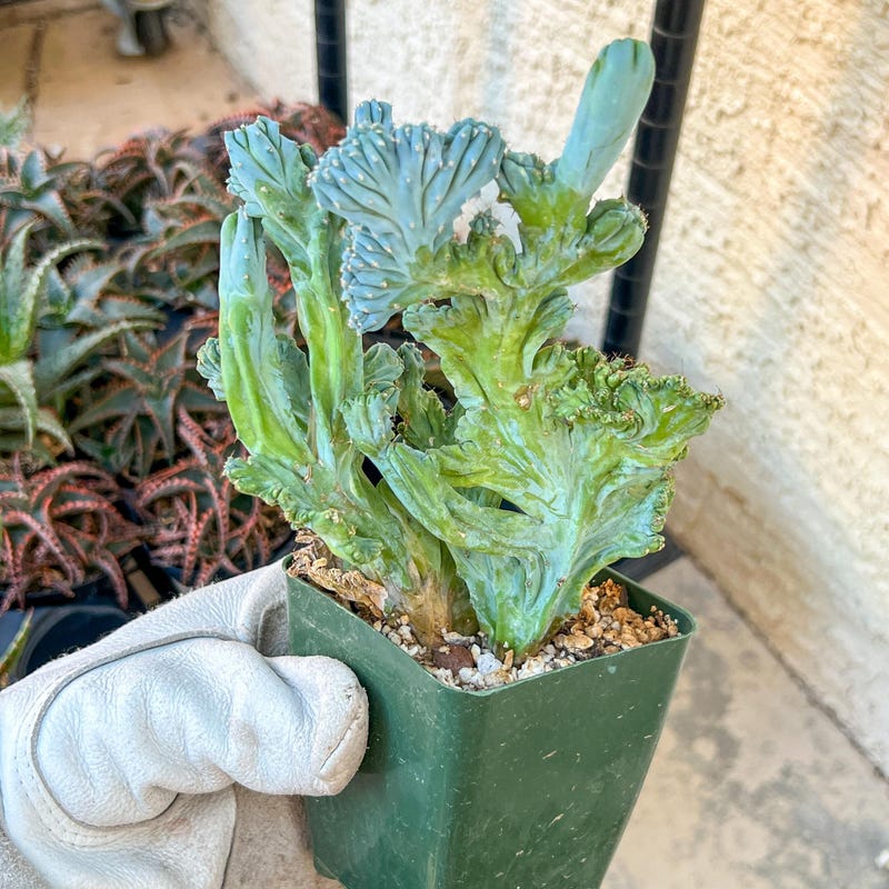 Blue Crested Cactus - Etsy