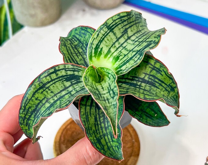 Sansevieria Cleopatra (#AC63) | Imported Indoor Snake Plant | 2 ...