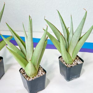 Sansevieria Frozen Trone PH14 Imported Indoor Snake Plant 2 Planter - Etsy