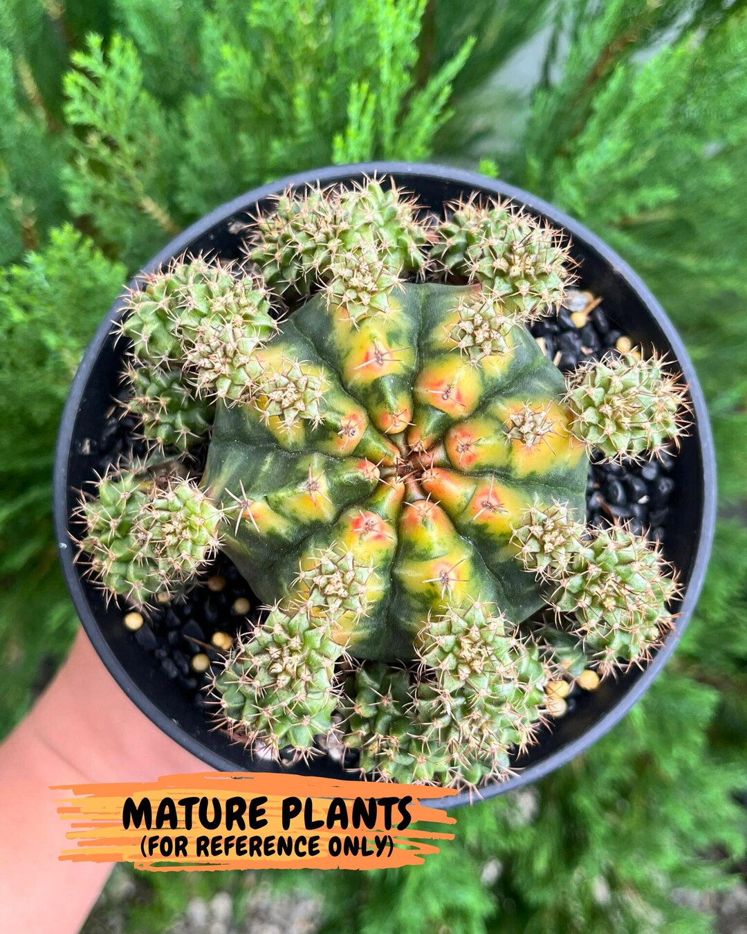 Gymnocalycium Dark Moon (gy7) (4) | Rare Hybrids - Etsy