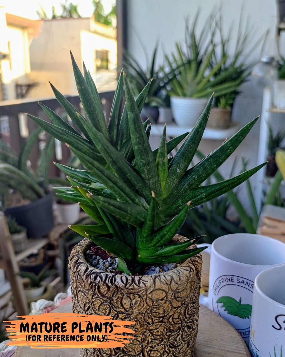 Sansevieria Godzilla (#) | Very Rare and Limited Amount | 2" Planter - Etsy