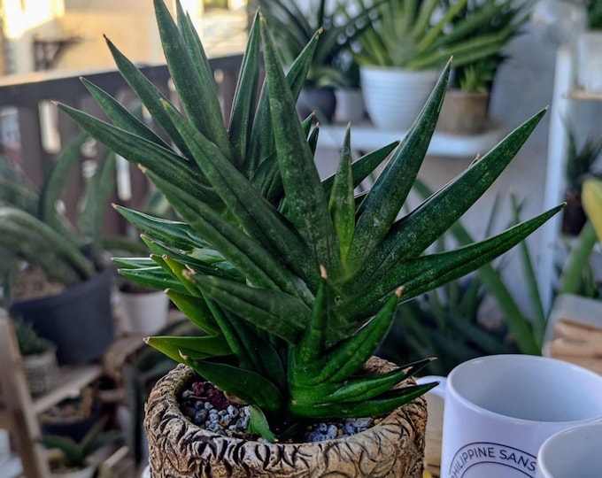 Sansevieria Godzilla (#) | Very Rare and Limited Amount | 2" Planter - Etsy