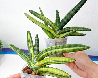 Sansevieria Boncel Variegata Variegated Chunky Snake Plant - Etsy