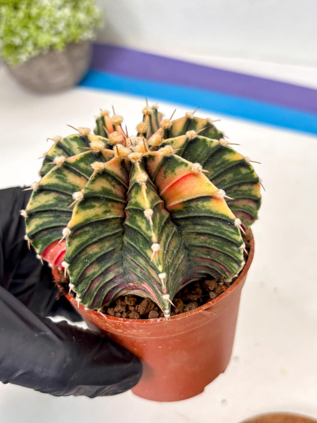 Gymnocalycium Lb Hybrid (gy5) (y6) | Imported Plants - Etsy