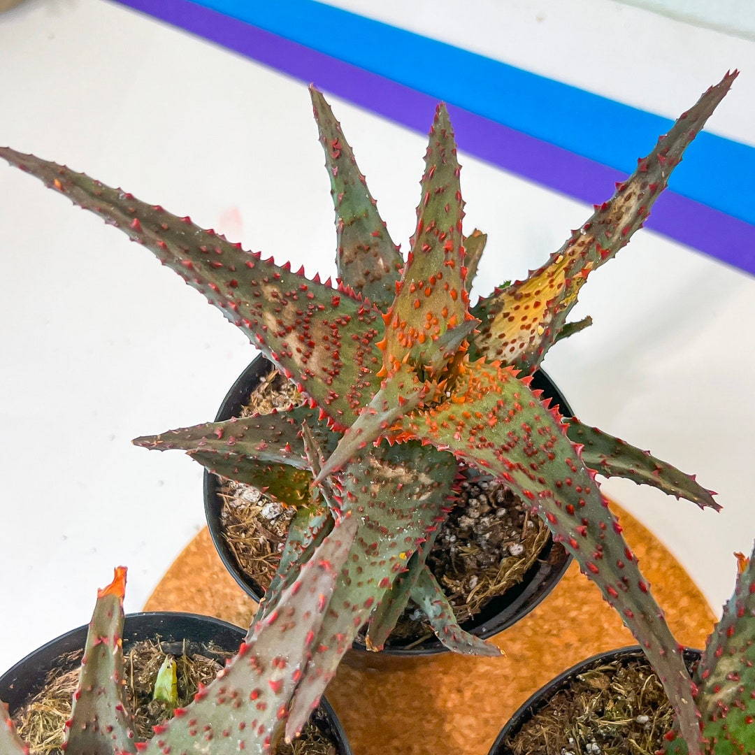 Rare Aloe AJR Hybrid Indoor Succulents 3.5 Planter - Etsy