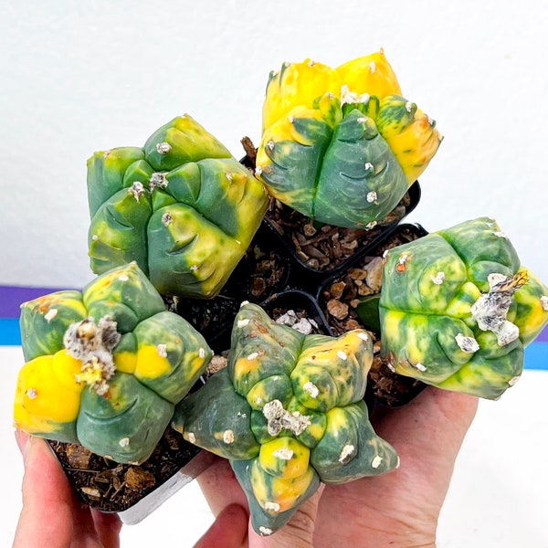 Variegated Astrophytum - Etsy