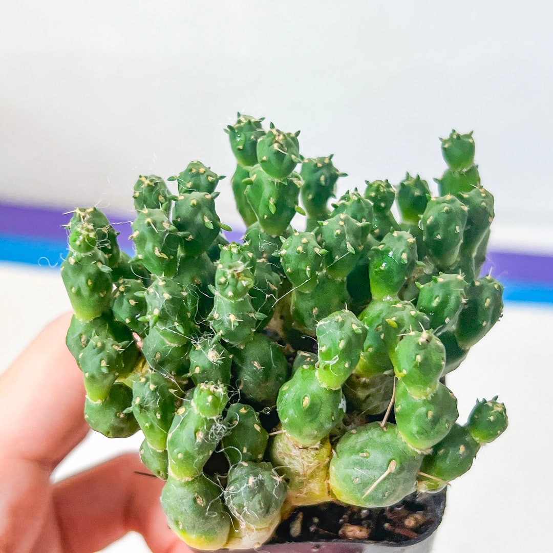 Tanus Knight Cactus V5 Drought-tolerant Rare Succulent Cactus Plants - Etsy