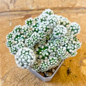 Rare Cactus Mammillaria Gracilis Fragilis Monstrose P7 Summer-dormant ...