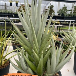 Sansevieria Frozen Trone PH14 Imported Indoor Snake Plant 2 Planter - Etsy