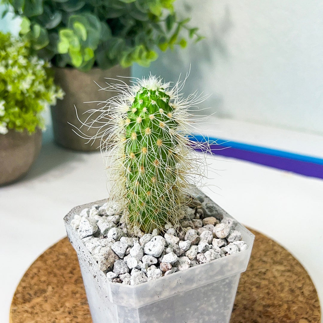 Echino Longisetus Subs P22 Fluffy White Hair Cactus Hairy Cactus 2.5 ...