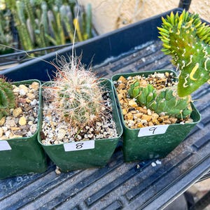 Rare Cactus Collections (C5/1~9) | Plant Names Listed in Descriptions ...