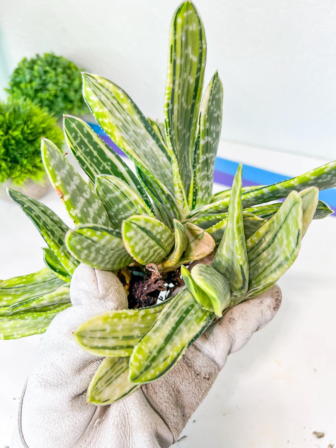 Gasteria Nigricans Variegata | South African Plants - Etsy