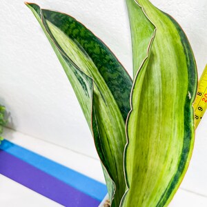 Sansevieria BRUDA MJ15 Hybrid of Masoniana Var X Eliptica Var - Etsy