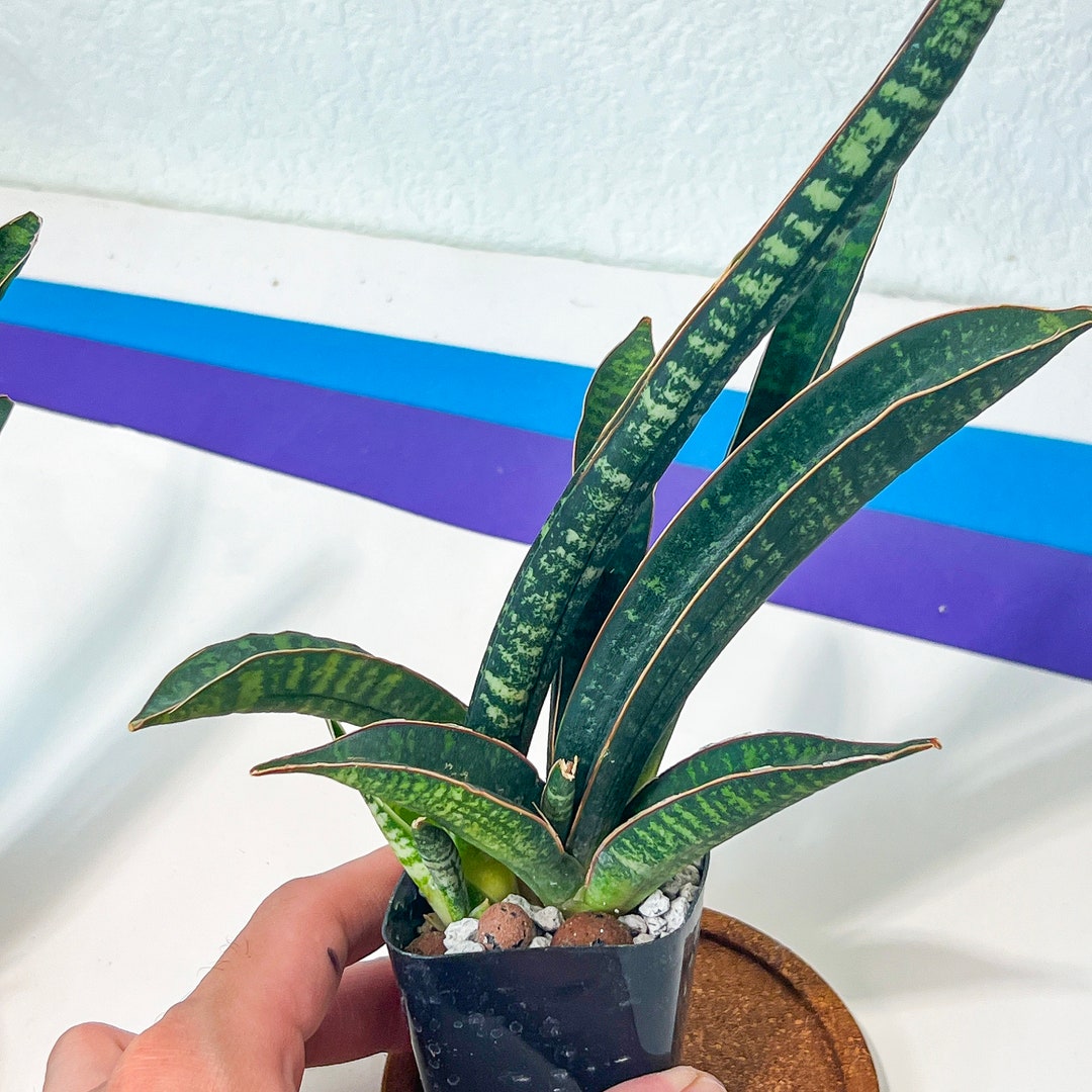 Sansevieria Singularis Cluster RA27 Imported Indoor Snake Plant 2 ...