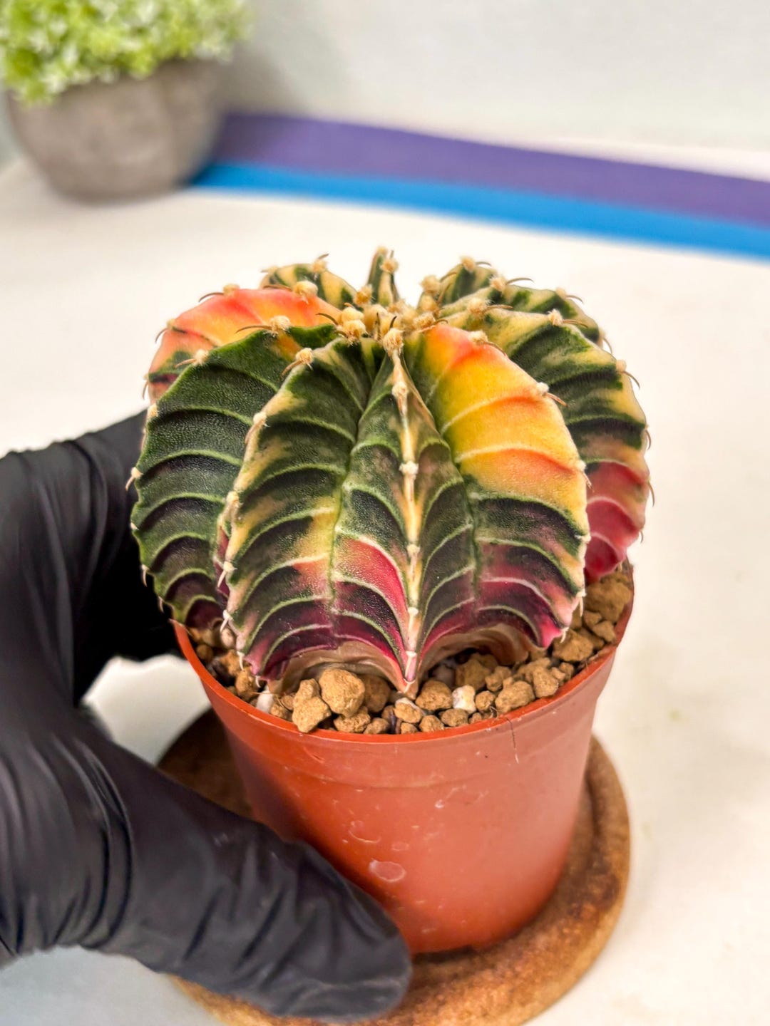 Gymnocalycium Lb Hybrid (gy5) (g3) | Imported Plants - Etsy