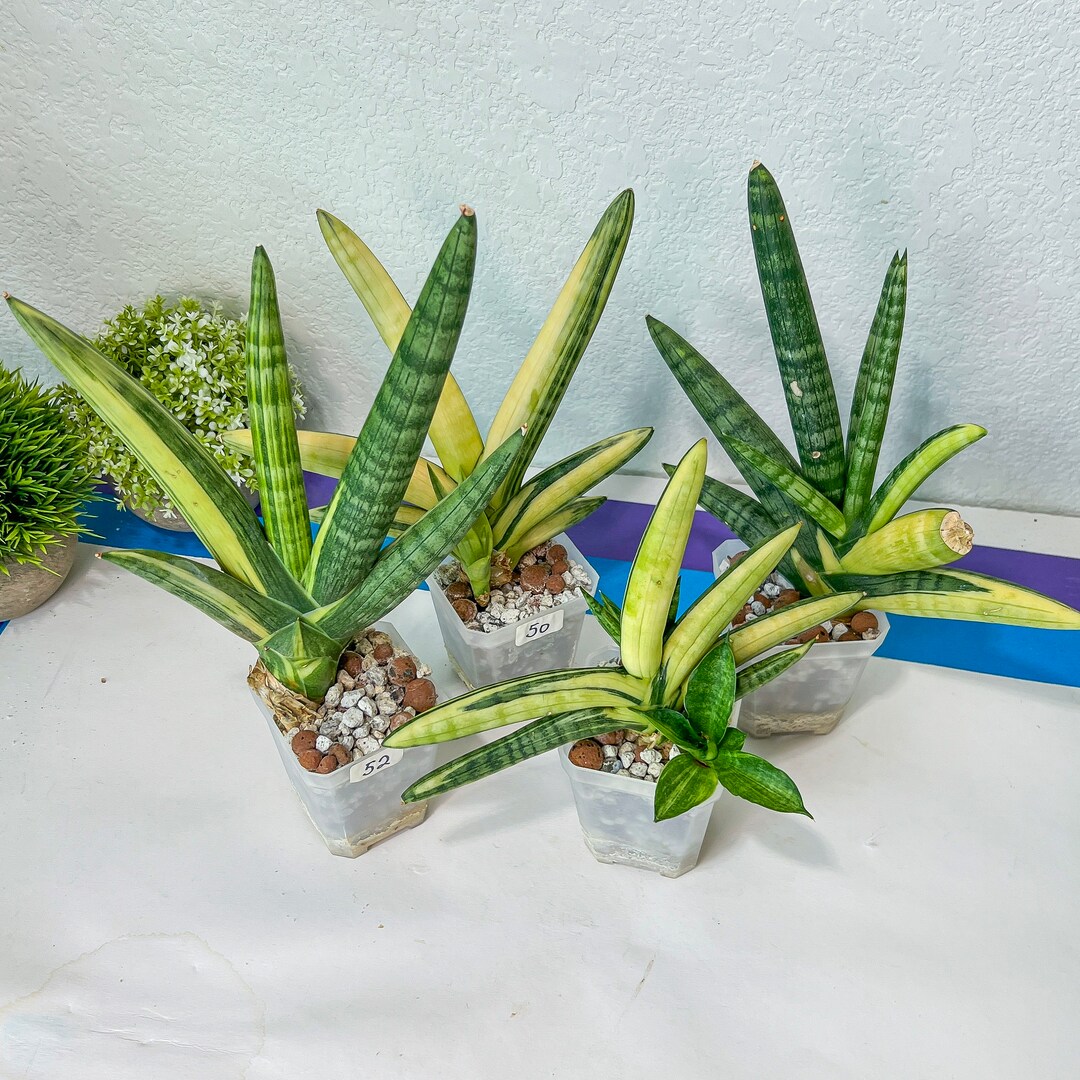 Sansevieria Boncel Variegata | Find an Extraordinary and Rare Plant - Etsy