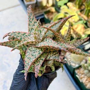 Aloe Firecracker | Indoor Succulents | 3.5" Planter - Etsy