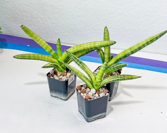 Sansevieria Boncel Variegata Variegated Chunky Snake Plant - Etsy