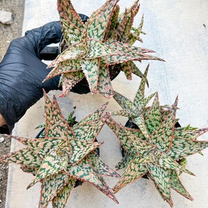 Aloe Firecracker | Indoor Succulents | 3.5" Planter - Etsy