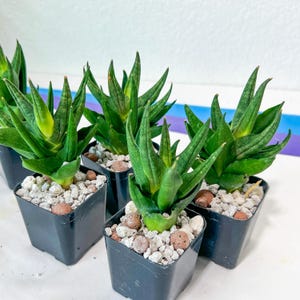 Sansevieria Godzilla AC29 Very Rare and Limited Amount 2 Planter - Etsy