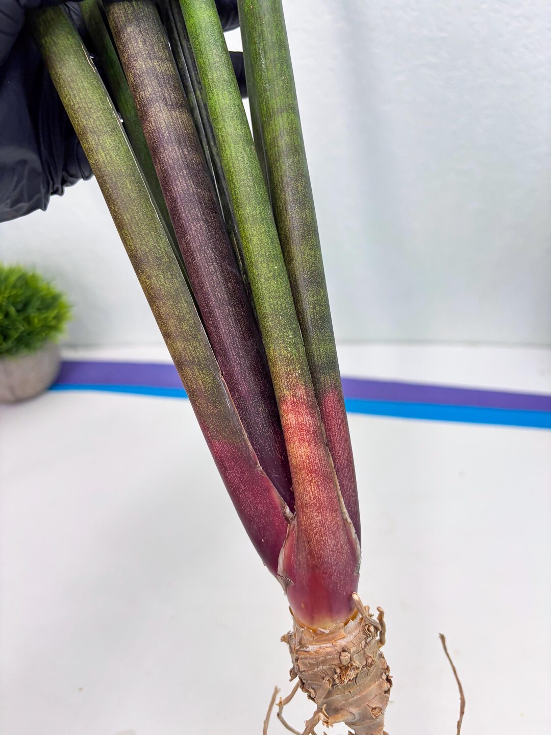 Sansevieria Midori Murasaki (r11) | New Imported Hybrids - Etsy