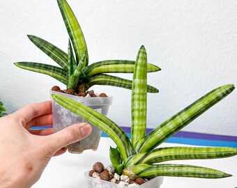 Sansevieria Boncel Variegata Variegated Chunky Snake Plant - Etsy