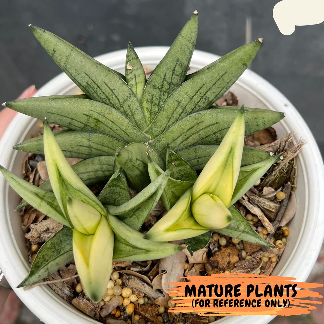 Sansevieria Mini Gold (#AC2) | Explore the World of Rare and Unique ...