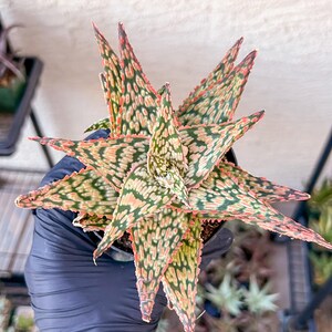 Aloe Firecracker | Indoor Succulents | 3.5" Planter - Etsy