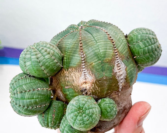 Large Premium Euphorbia Obesa With Pups (#M1) | Baseball Cactus | Live ...
