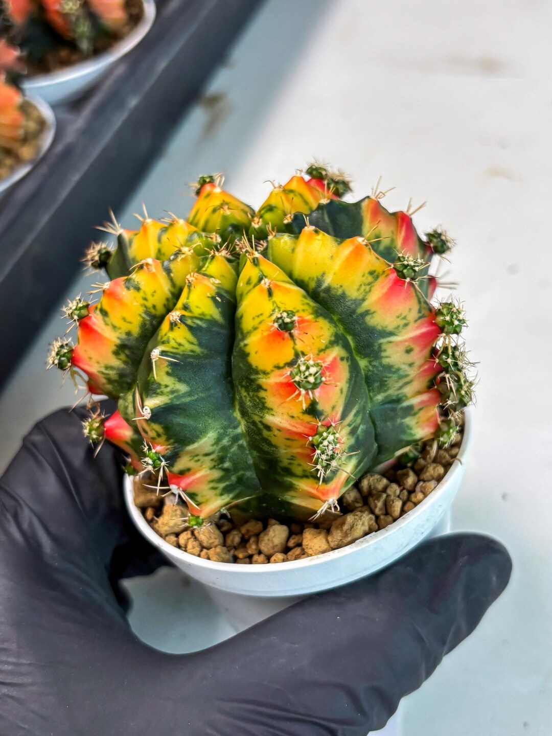 Gymnocalycium Mandarin (gy7) (g1) | Rare Hybrid Cactus - Etsy