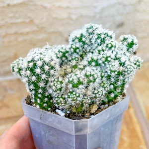Rare Cactus Mammillaria Gracilis Fragilis Monstrose P7 Summer-dormant ...