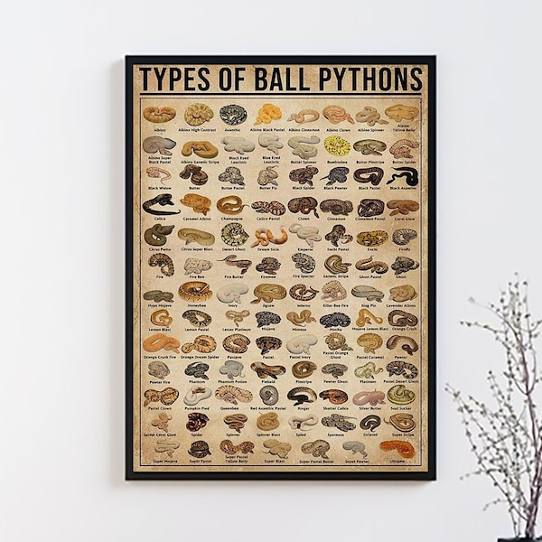 Ball Python - Etsy