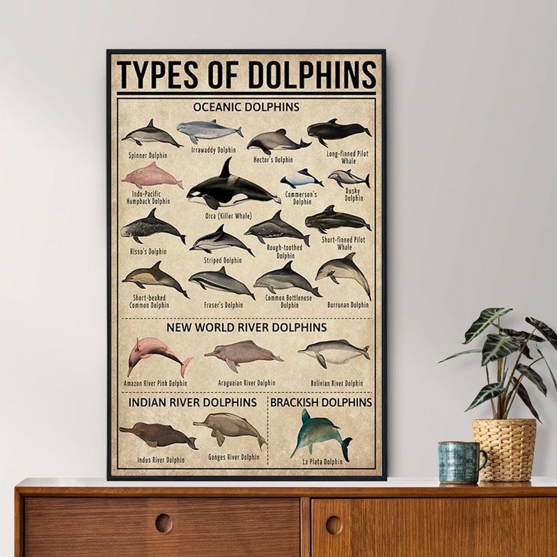 Dolphin Art - Etsy