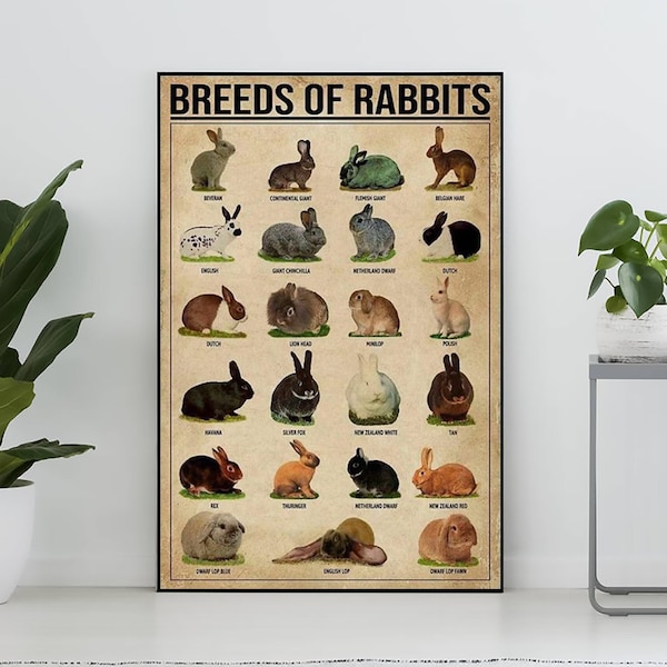 Rabbit Breeds - Etsy