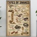 Unframed Types of Snakes Vintage Poster, Snake Lover Gift, Snake Art ...