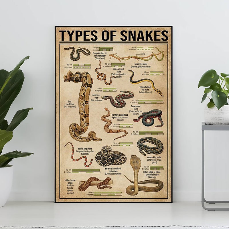 Types of Black Snake - Etsy