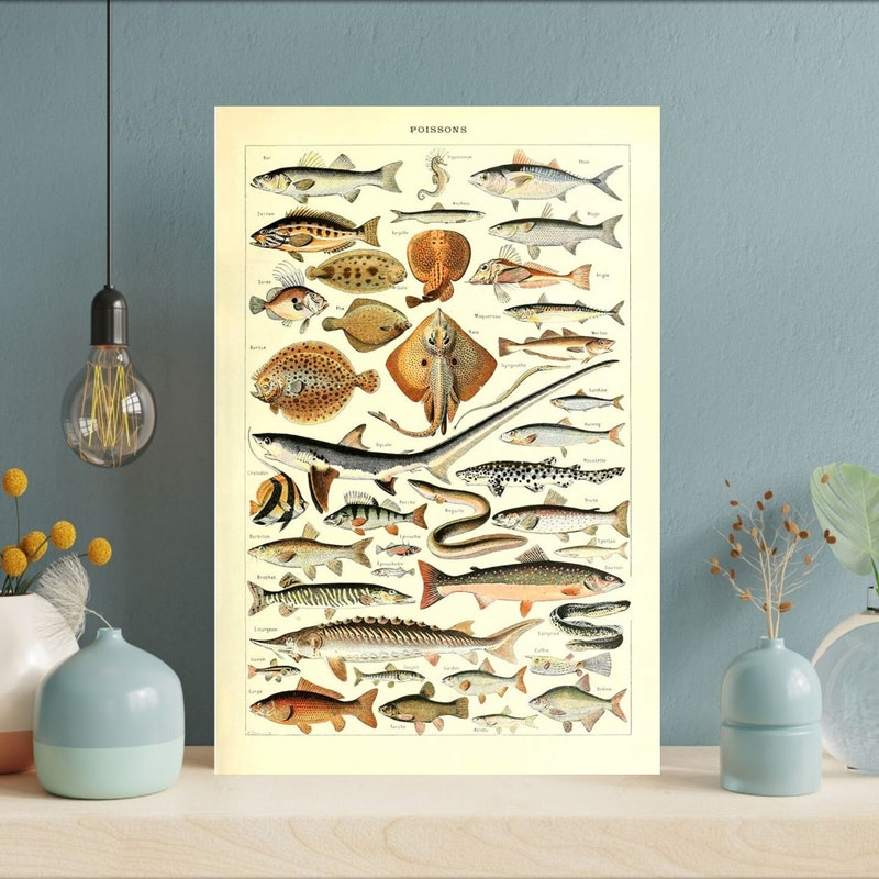 Vintage Fish Poster - Etsy