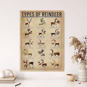 Types of Reindeer Vintage Poster, Reindeer Lover Gift, Reindeer Art ...