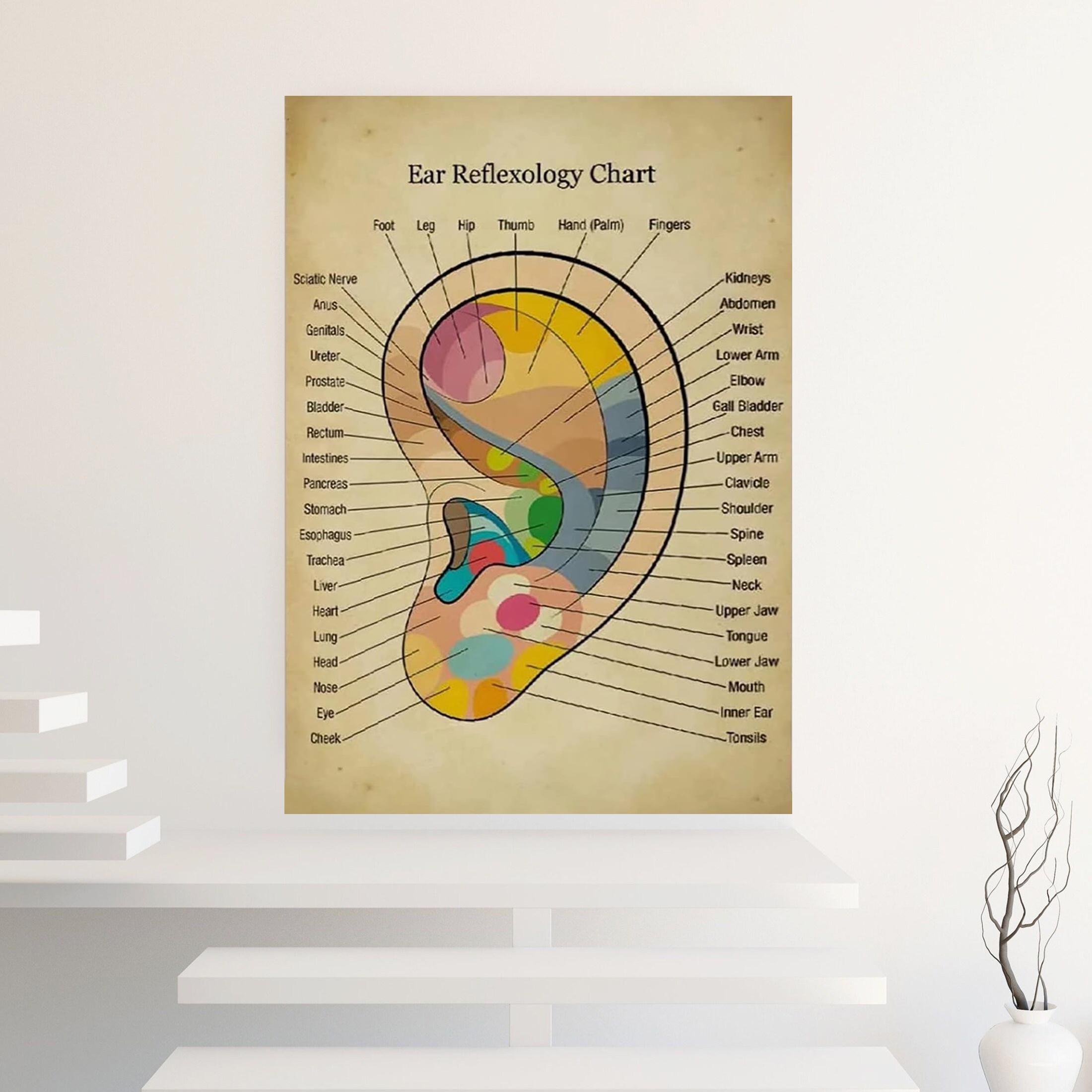 Unframed Ear Reflexology Chart Poster, Acupuncture Ear Microsystem ...