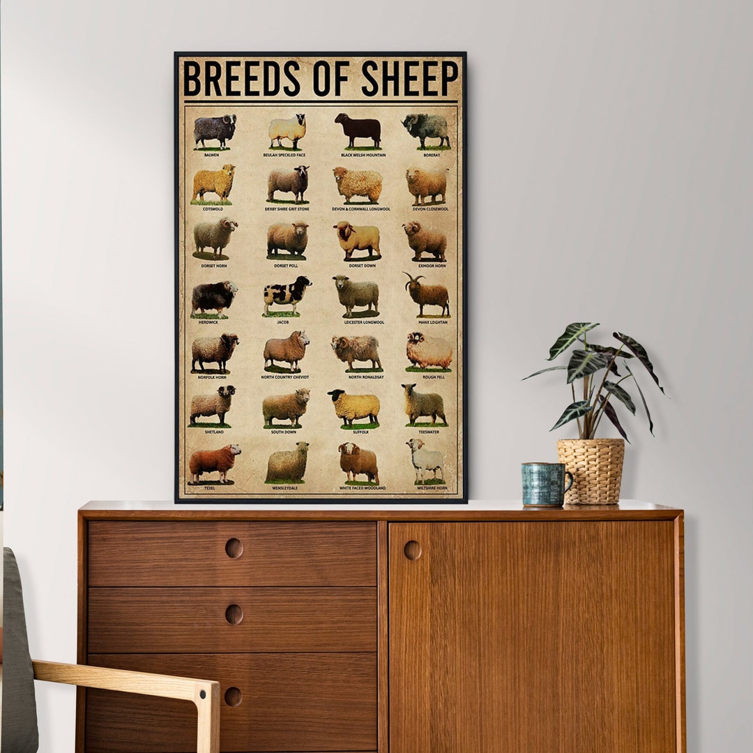 Breeds of Sheep Poster, Sheep Lover Gift, Sheep Vintage Art, Vintage ...
